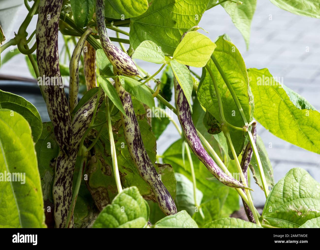 Purple and yellow dragon tongue beans Phaseolus vulgaris growing in an ...