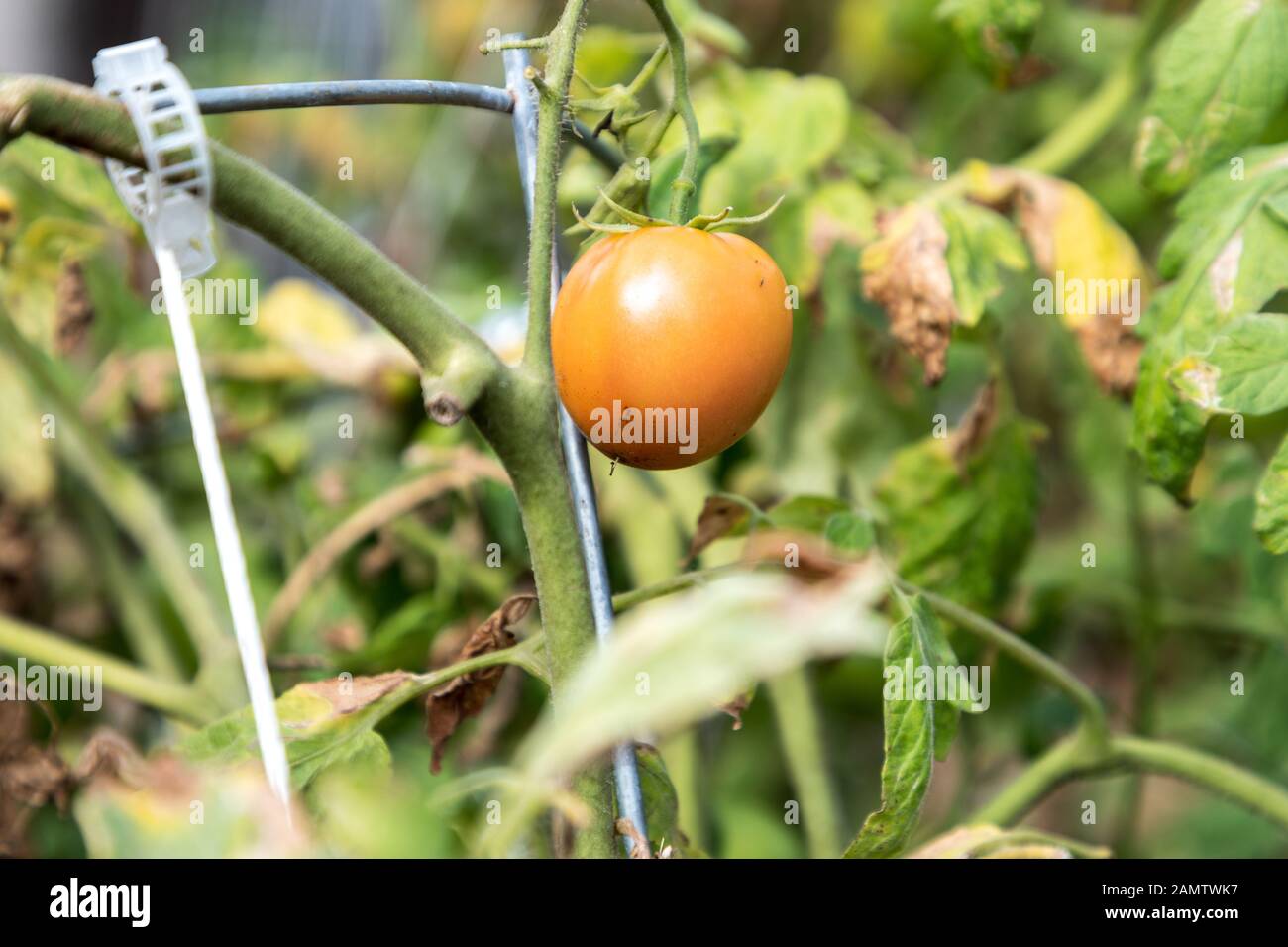 Heirloom tomato growing in an organic hydroponic garden Stock Photo - Alamy