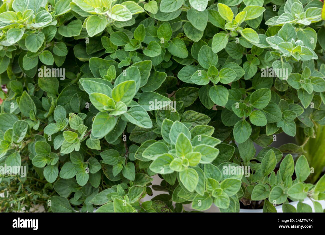 Mint herb also called Mentha growing in an organic hydroponic garden ...