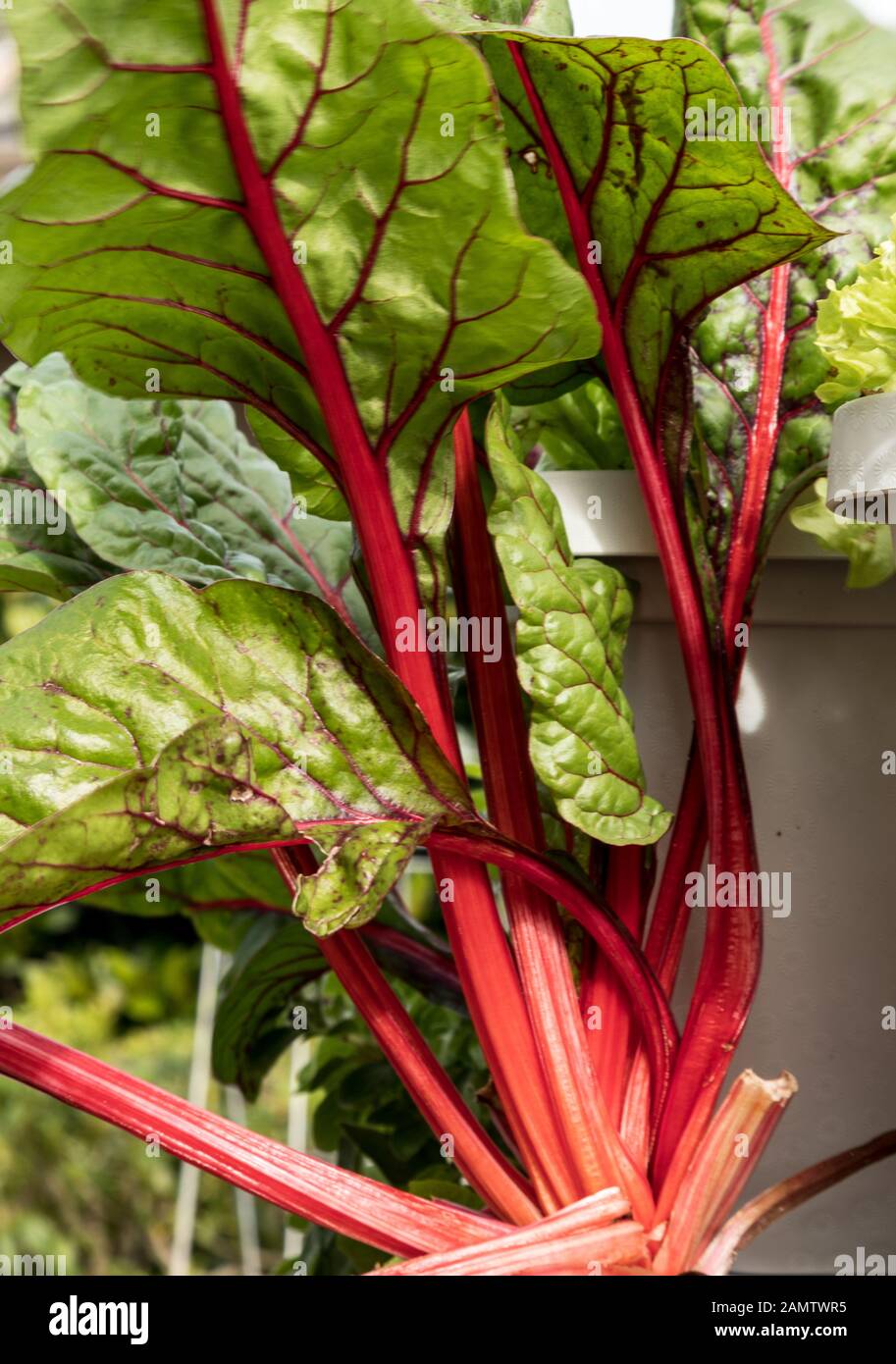 Rhubarb vegetable also called Rheum rhabarbarum growing in an organic ...