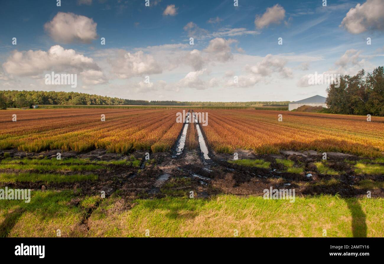 Muddy Ditch High Resolution Stock Photography and Images - Alamy