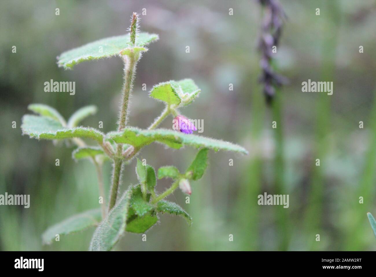 natural wildlife and plants Stock Photo - Alamy