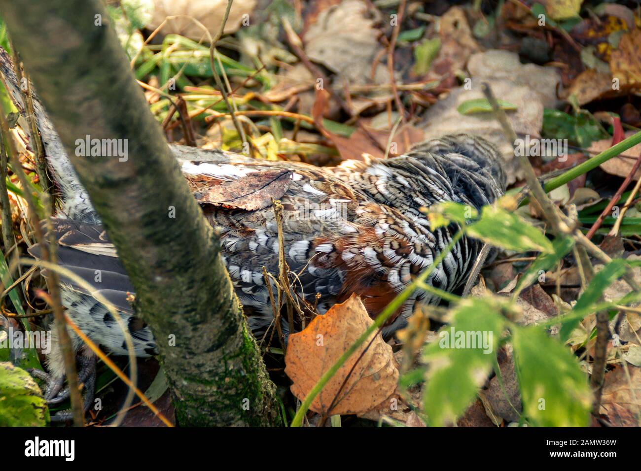 Poaching activity hi-res stock photography and images - Alamy