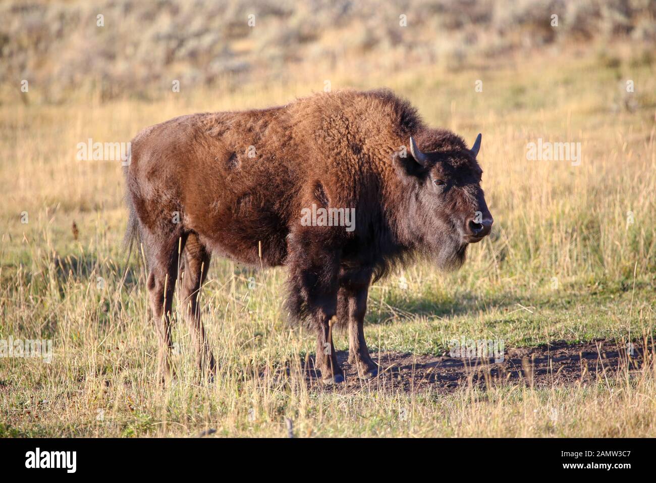 Female bison hi-res stock photography and images - Alamy