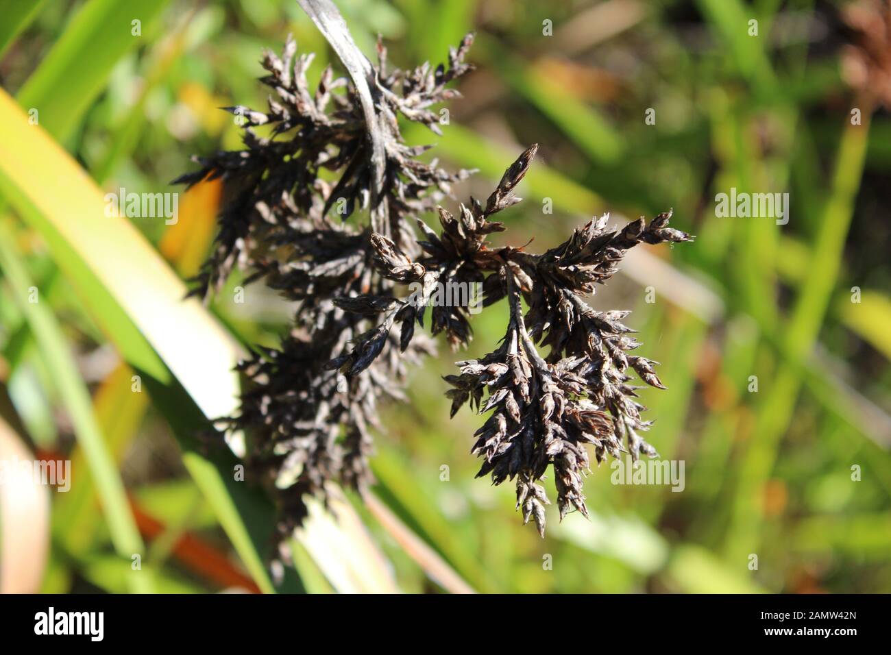 natural wildlife and plants Stock Photo - Alamy