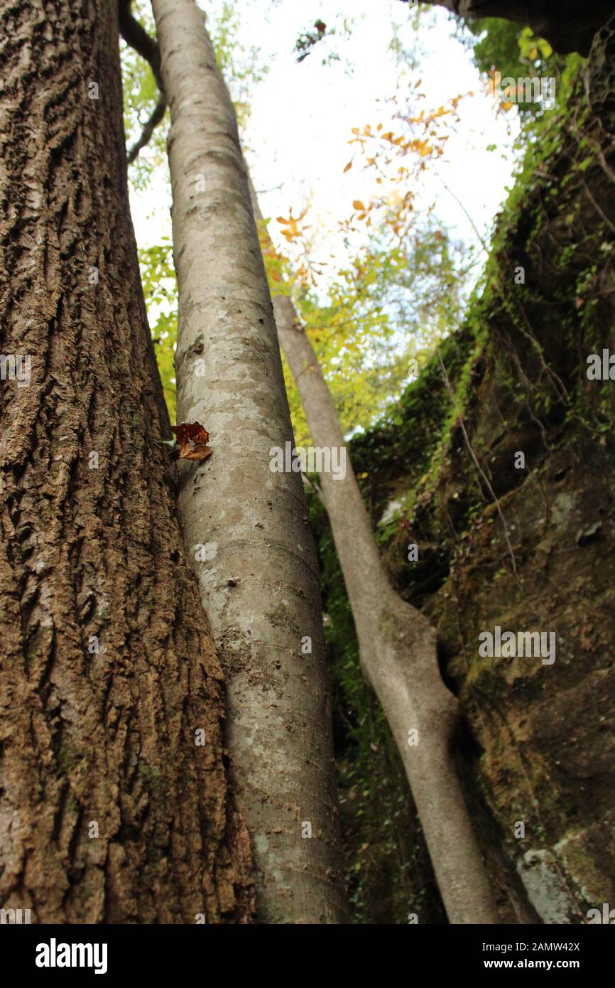 Inosculation means the trunks of two trees grow together Stock Photo ...