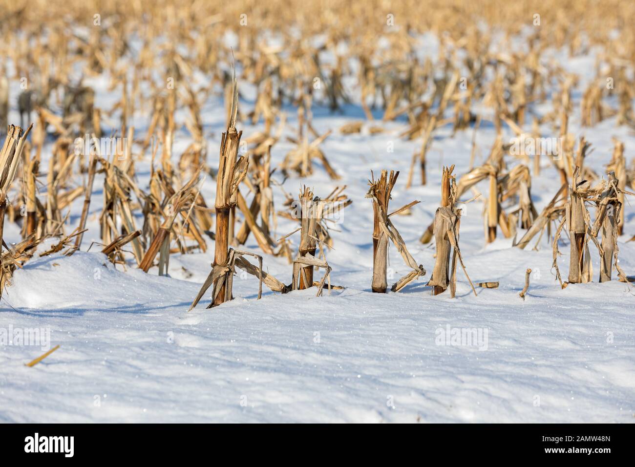 Closeup view of snow covered harvested cornfield in winter. Golden ...