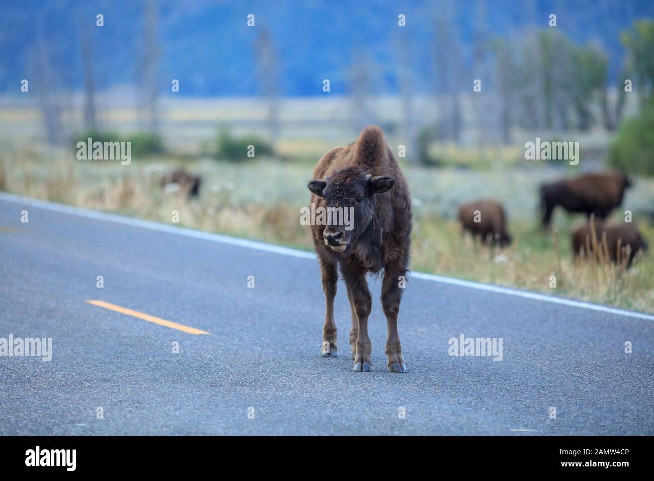 Buffalo bison crossing road yellowstone hi-res stock photography and ...