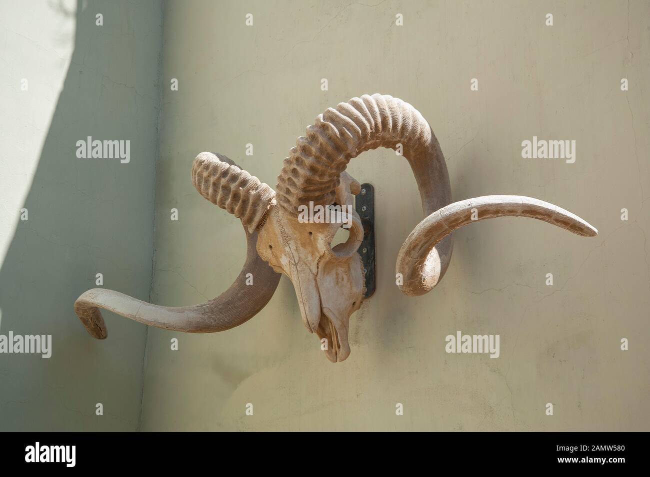 Longhorn skeleton Scottsdale Arizona Stock Photo - Alamy