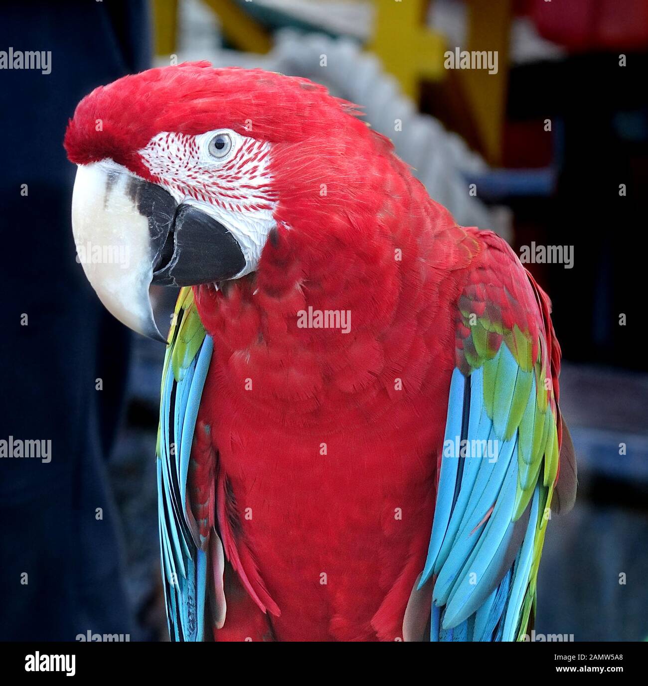 Closeup of scarlet macaw parrot with its characteristic large beak ...