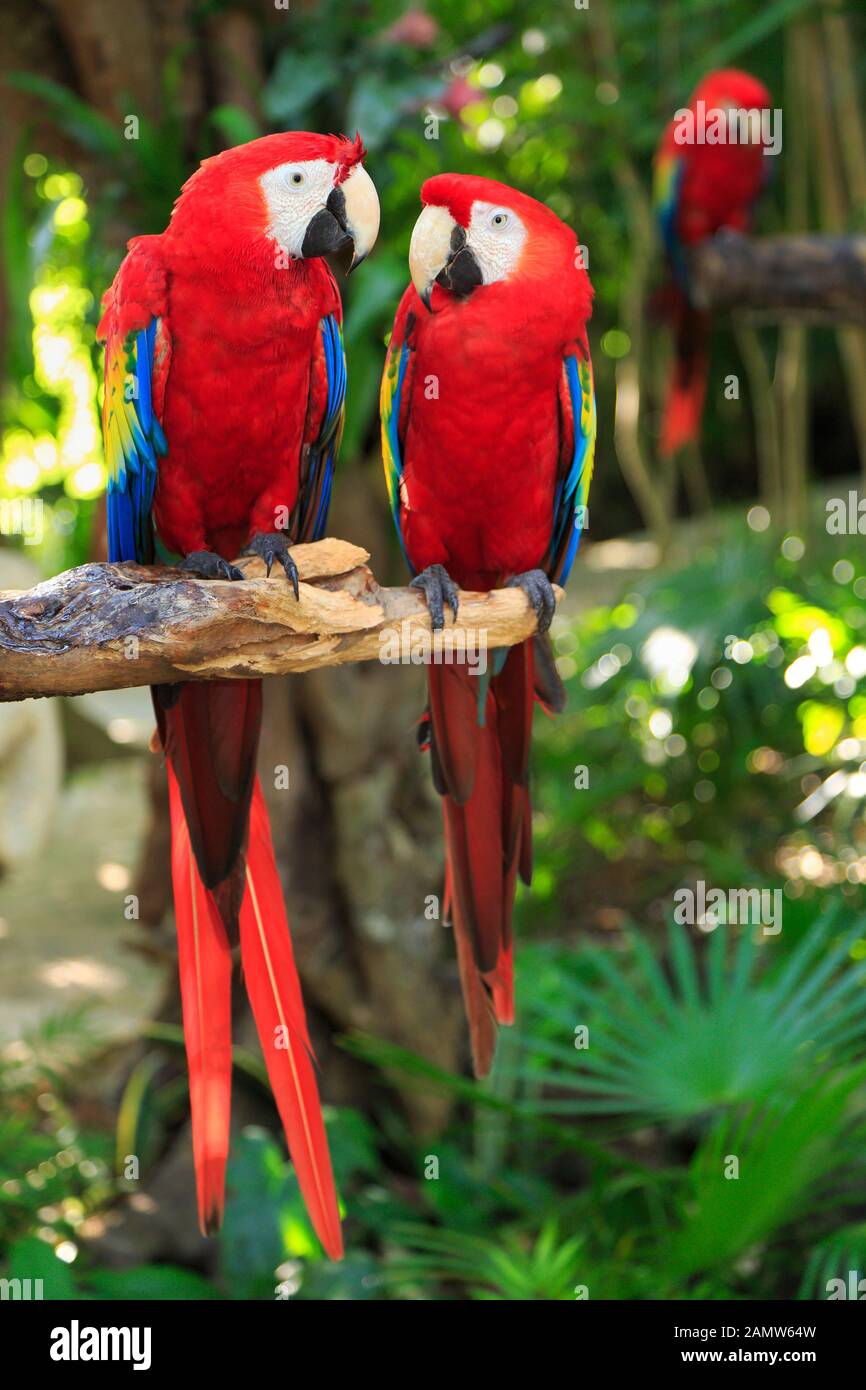 Scarlet Macaw parrots in the Riviera Maya Jungle, Mexico Stock Photo ...