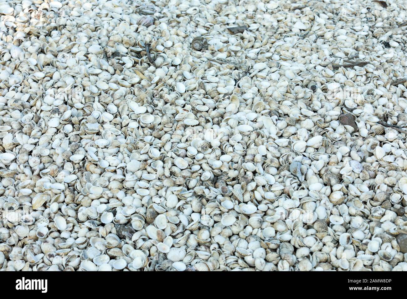 Pile of the shells of cockle texture background Stock Photo - Alamy