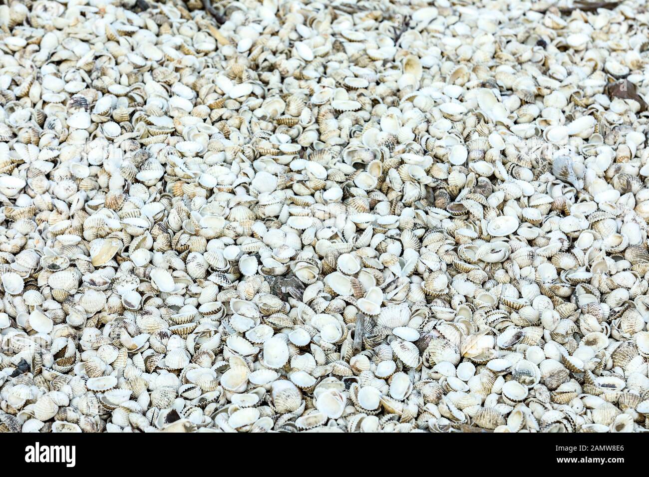 Pile of the shells of cockle texture background Stock Photo - Alamy
