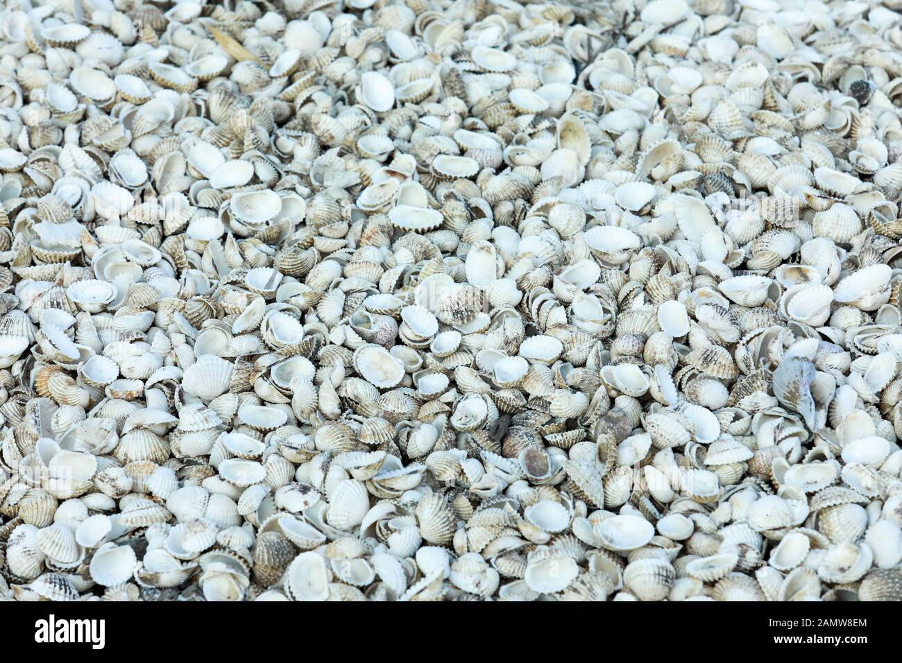 Pile of the shells of cockle texture background Stock Photo - Alamy
