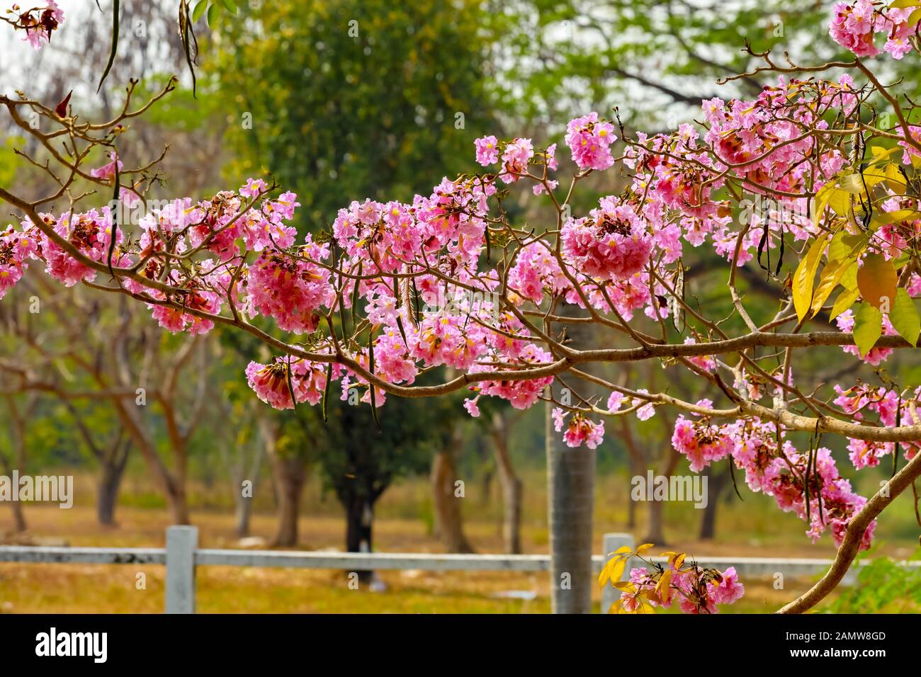 Pink trumpet tree flowers beside the canal Stock Photo - Alamy