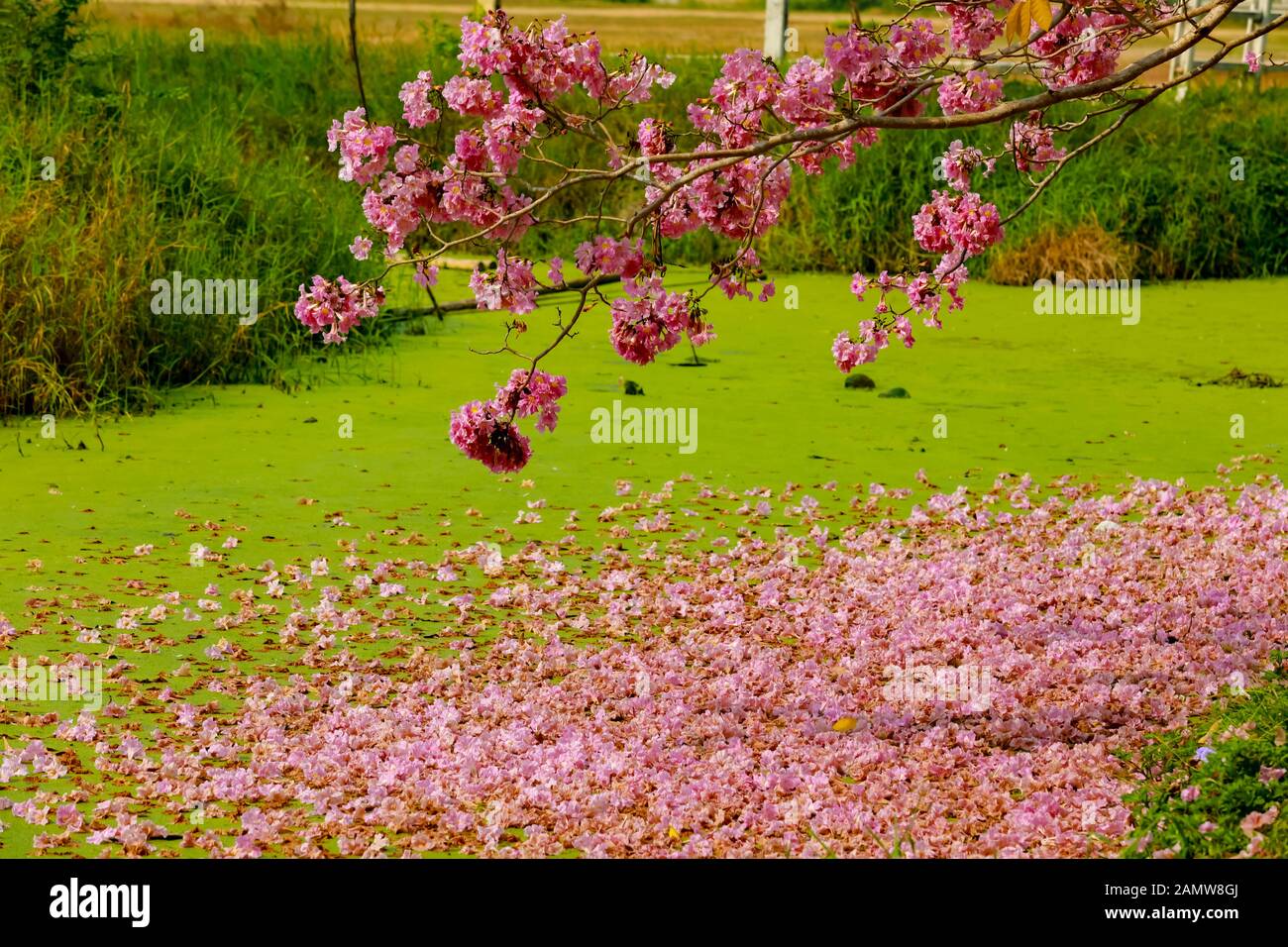 Pink trumpet tree flowers beside the canal Stock Photo - Alamy