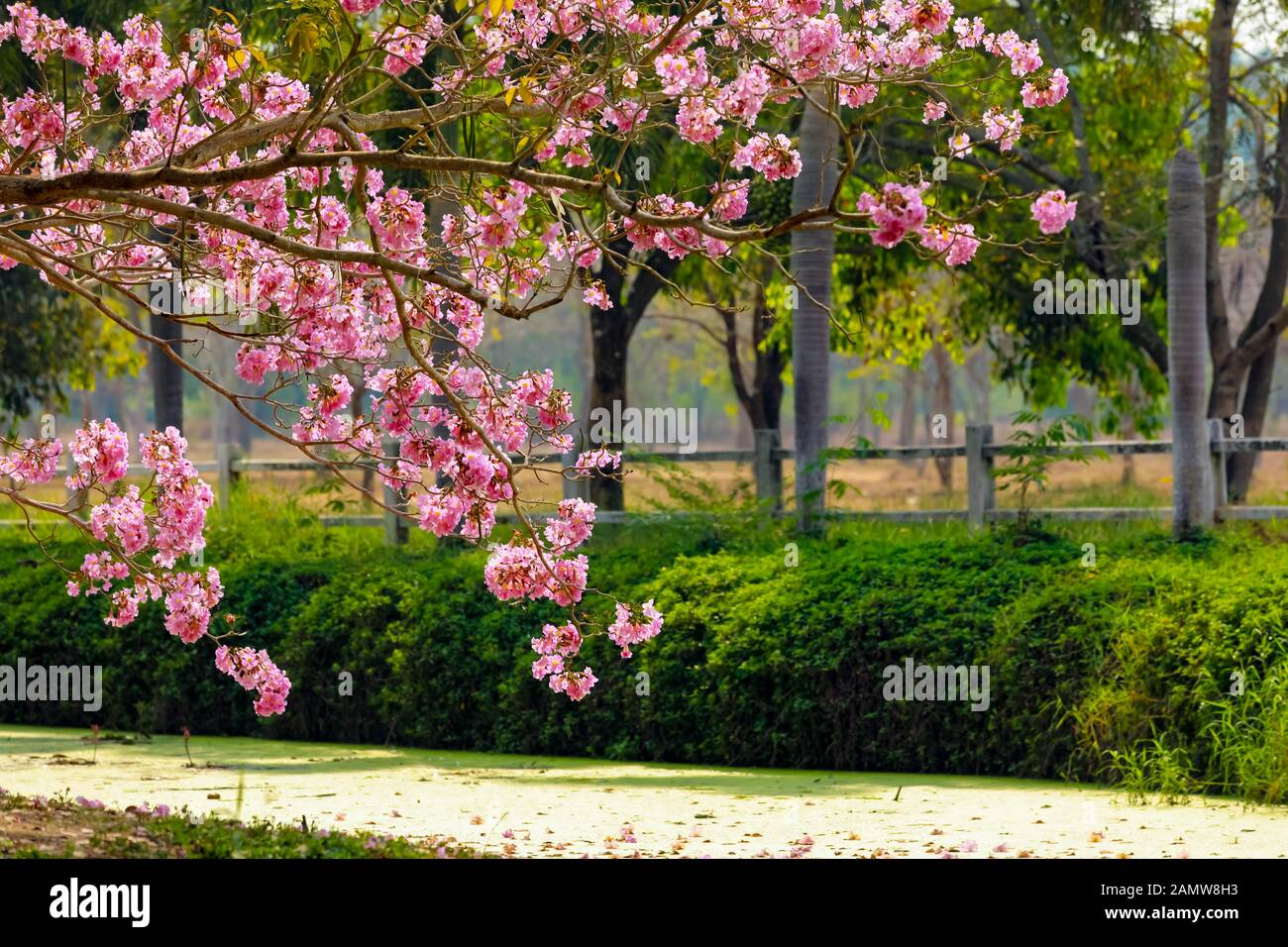 Pink trumpet tree flowers beside the canal Stock Photo - Alamy