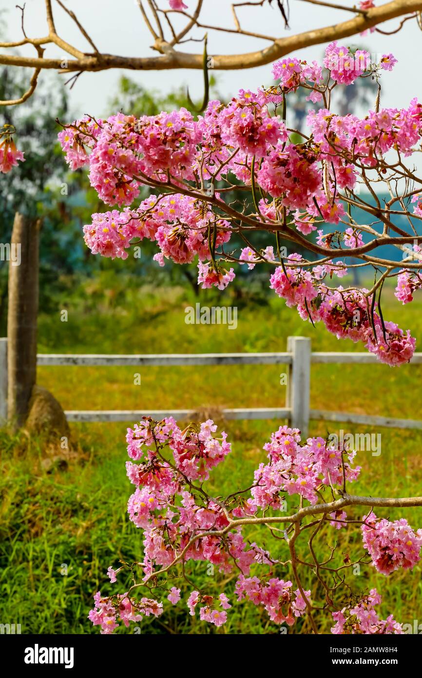 Pink trumpet tree flowers beside the canal Stock Photo - Alamy