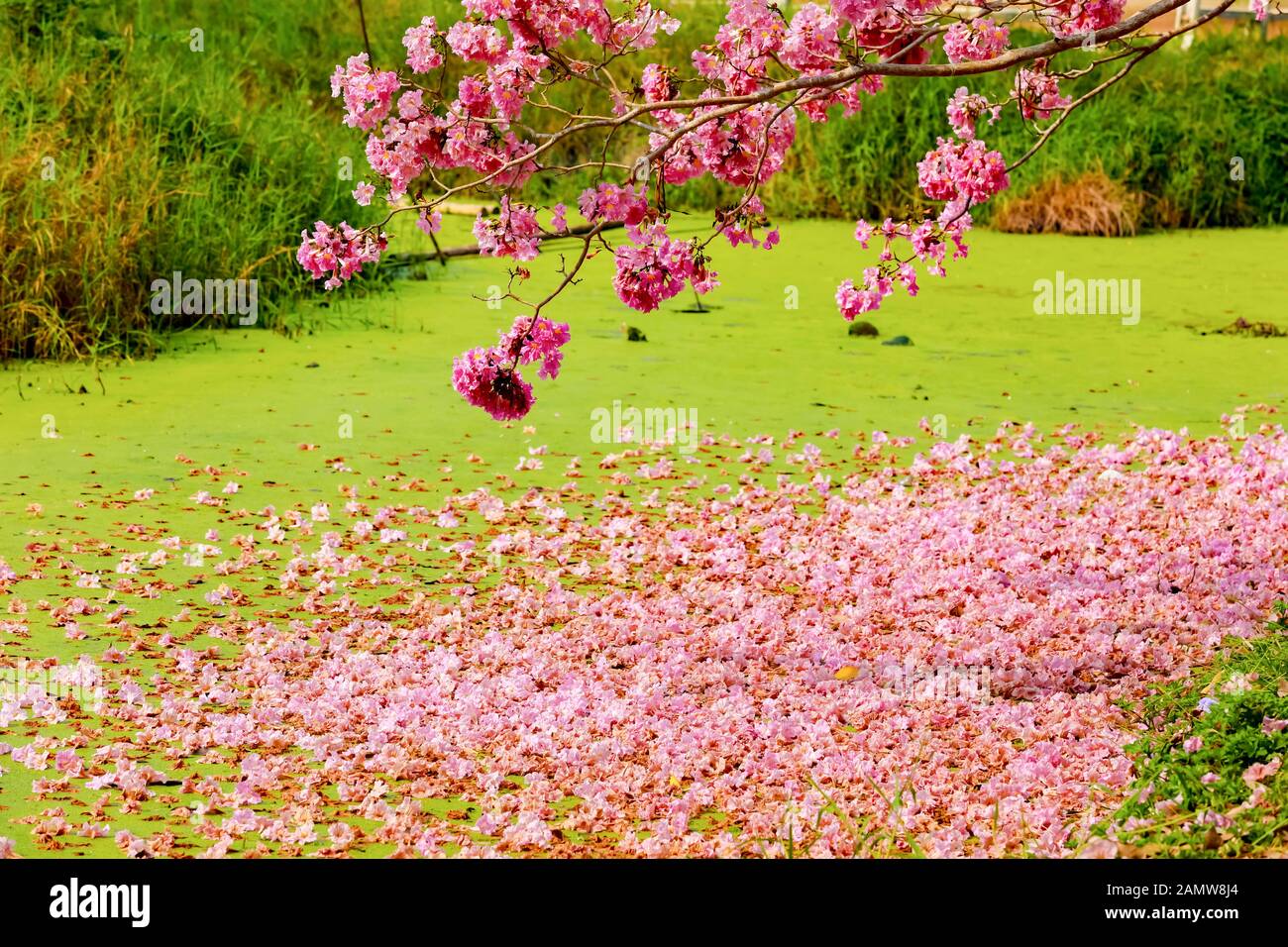 Beautiful flowers tree canal hi-res stock photography and images - Alamy