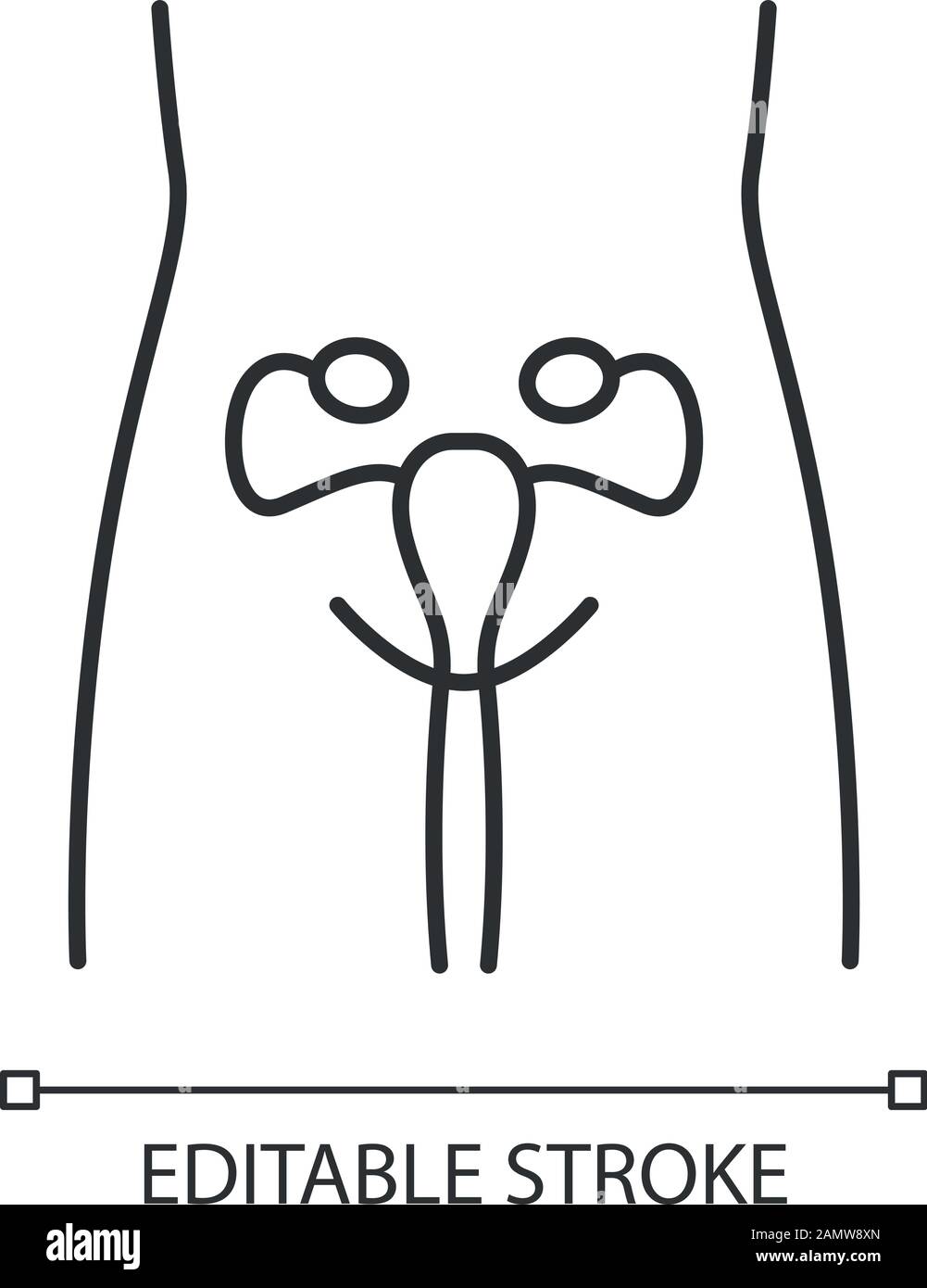 Healthy women reproductive system linear icon. Human organ in good ...