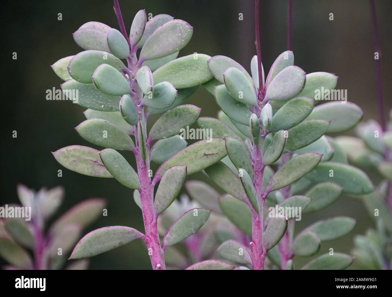 Vertical-leaf Senecio tropical plants Stock Photo - Alamy