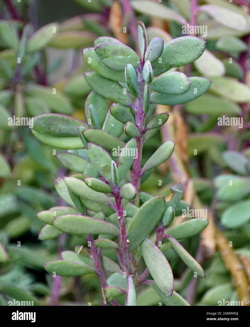 Vertical-leaf Senecio tropical plants Stock Photo - Alamy