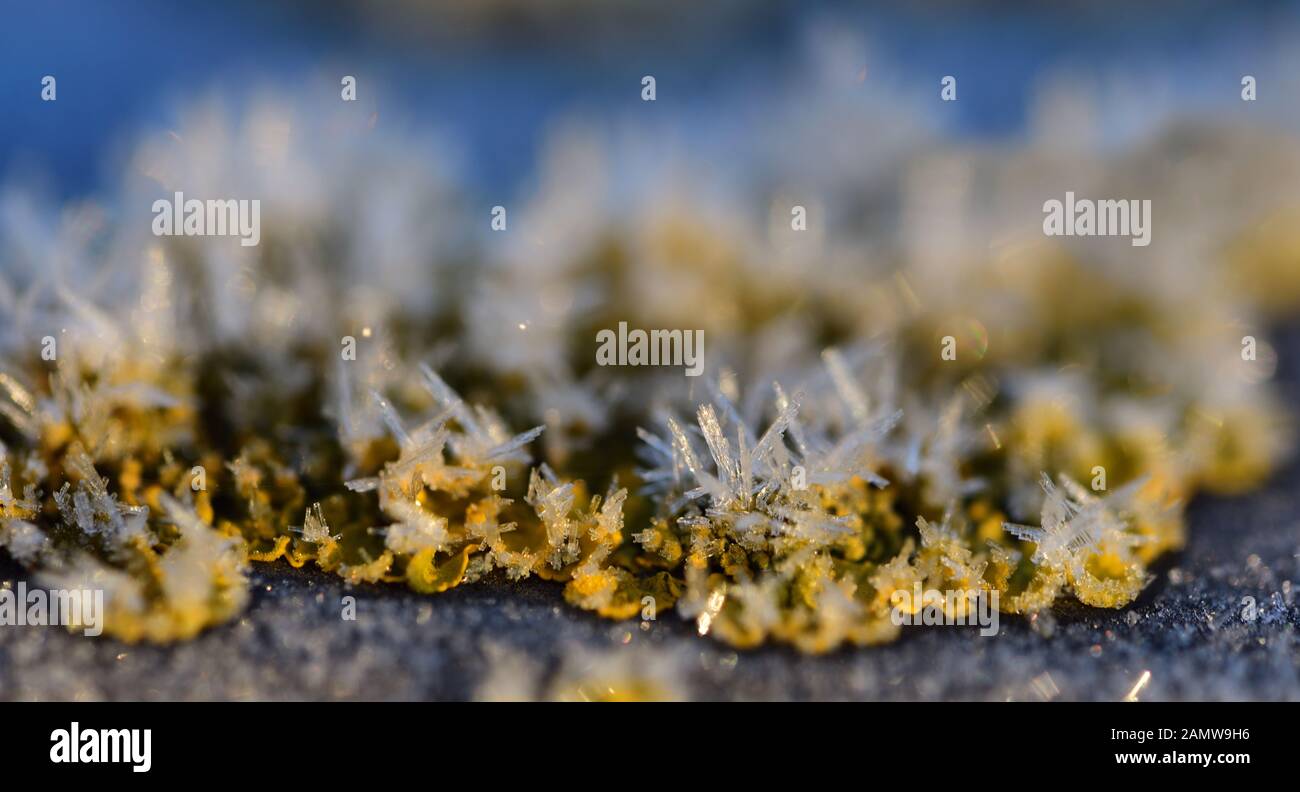 Close-up of yellow moss and lichen in winter, on which ice crystals ...