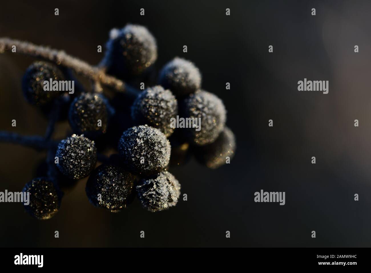 Close-up of black berries on a branch covered with frost and ice ...