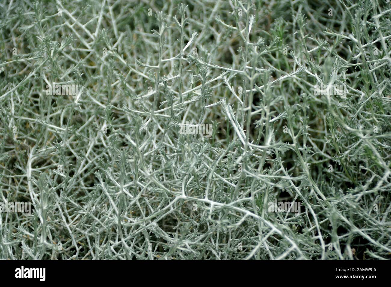 Pale green color of Cushion-Bush plant Stock Photo - Alamy