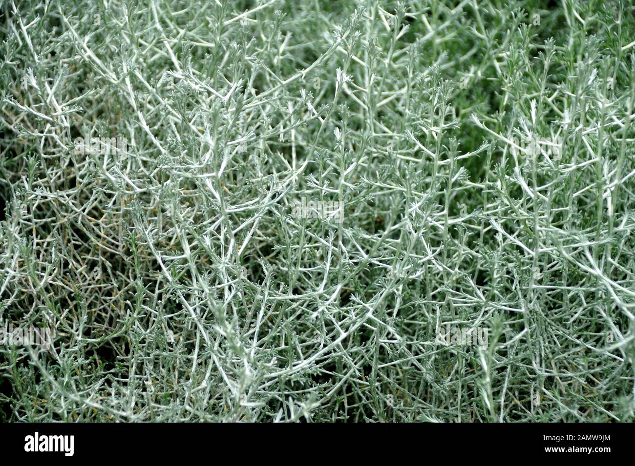 Pale green color hi-res stock photography and images - Alamy