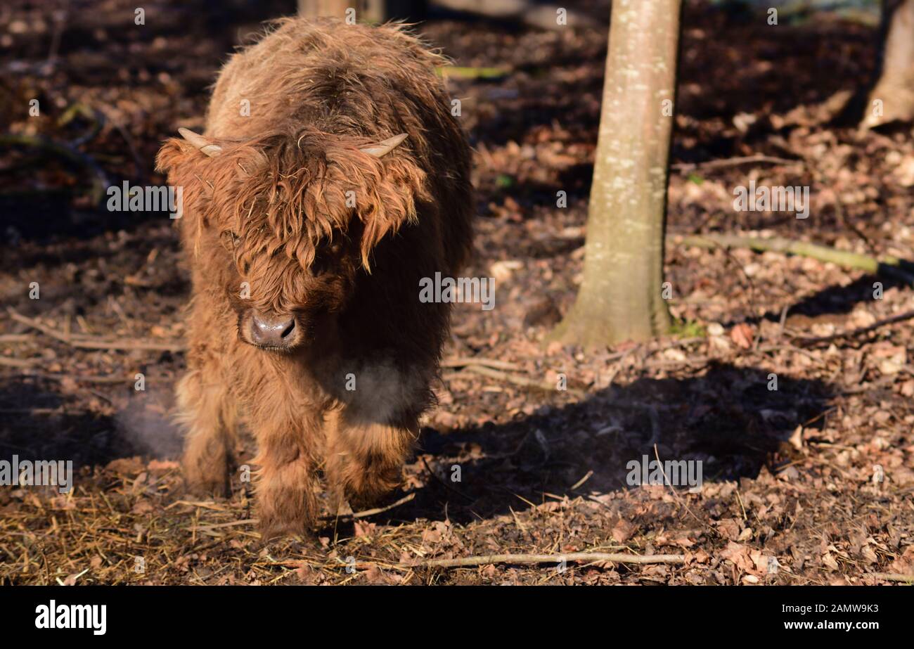 Highland cow running scotland hi-res stock photography and images - Alamy