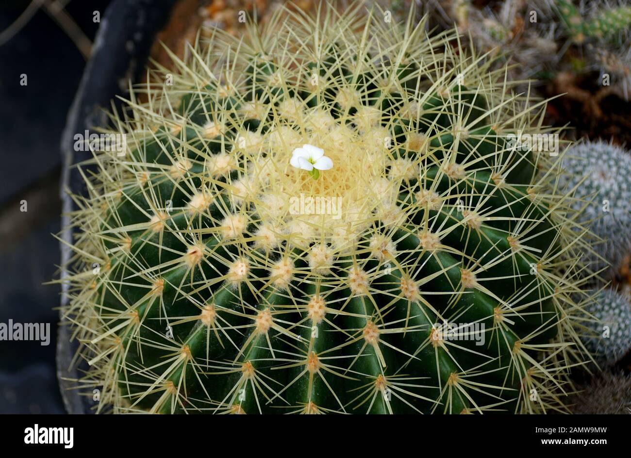 Golden ball cactus hi-res stock photography and images - Alamy