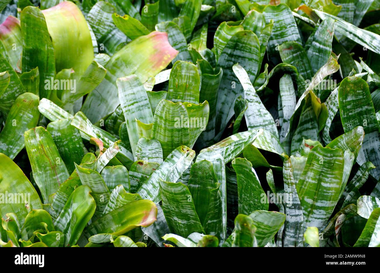 Urn Plant High Resolution Stock Photography and Images - Alamy