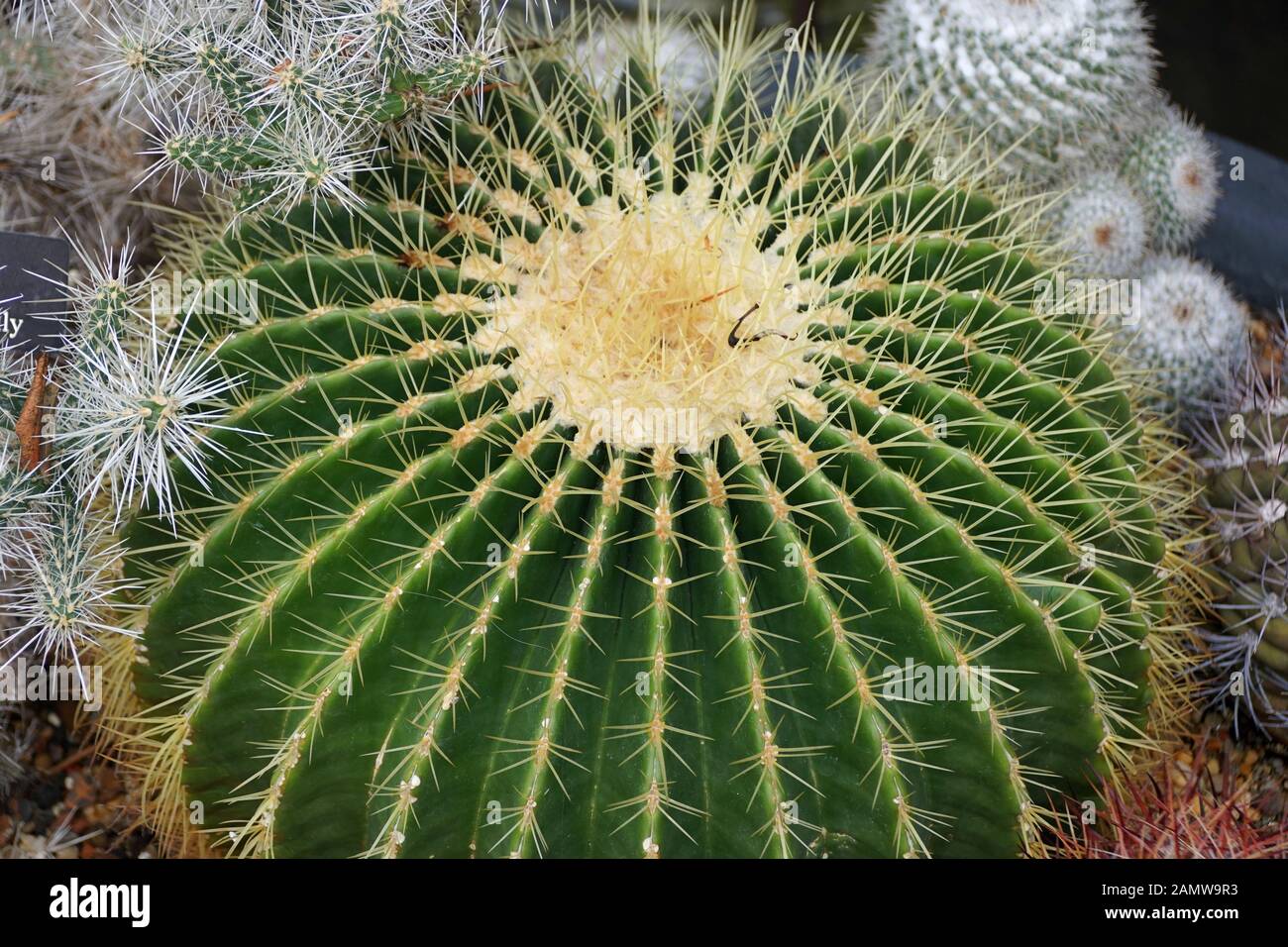 A large Golden Ball Cactus Stock Photo - Alamy