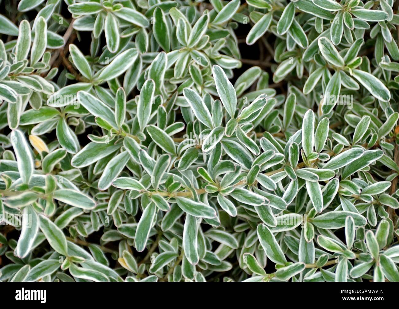 Coprosma hi-res stock photography and images - Alamy