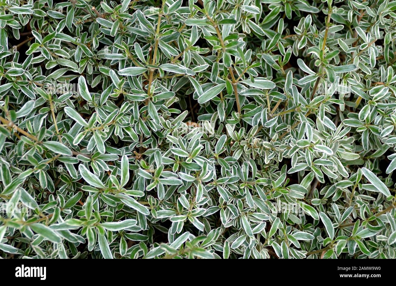 Coprosma hi-res stock photography and images - Alamy