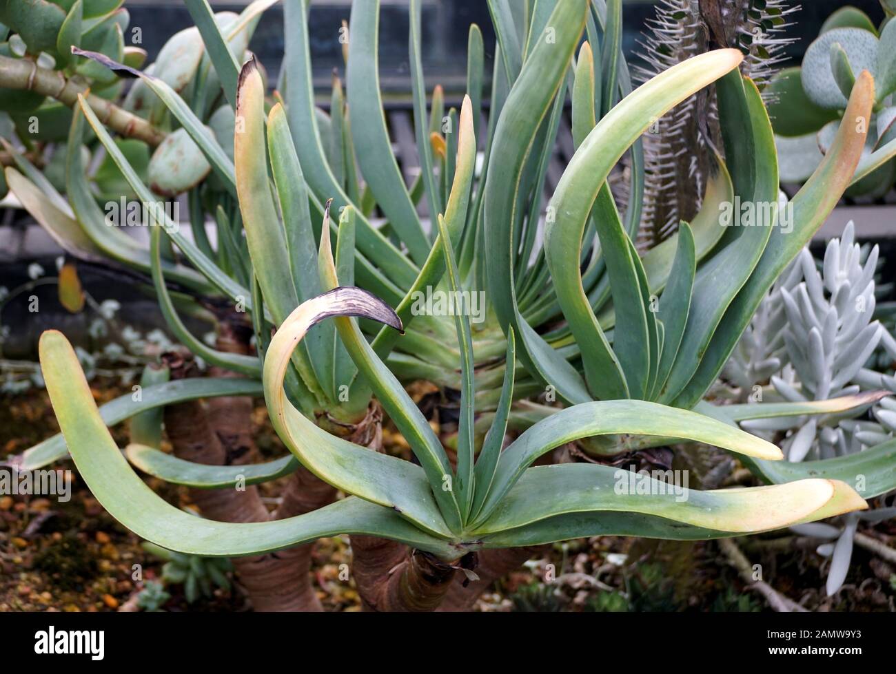 Unique shape of Fan Aloe plant Stock Photo - Alamy