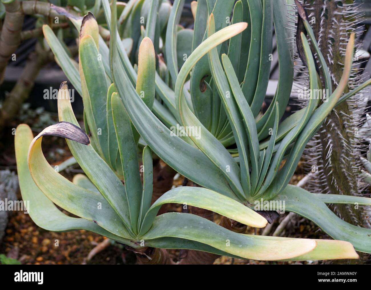 Unique shape of Fan Aloe plant Stock Photo - Alamy