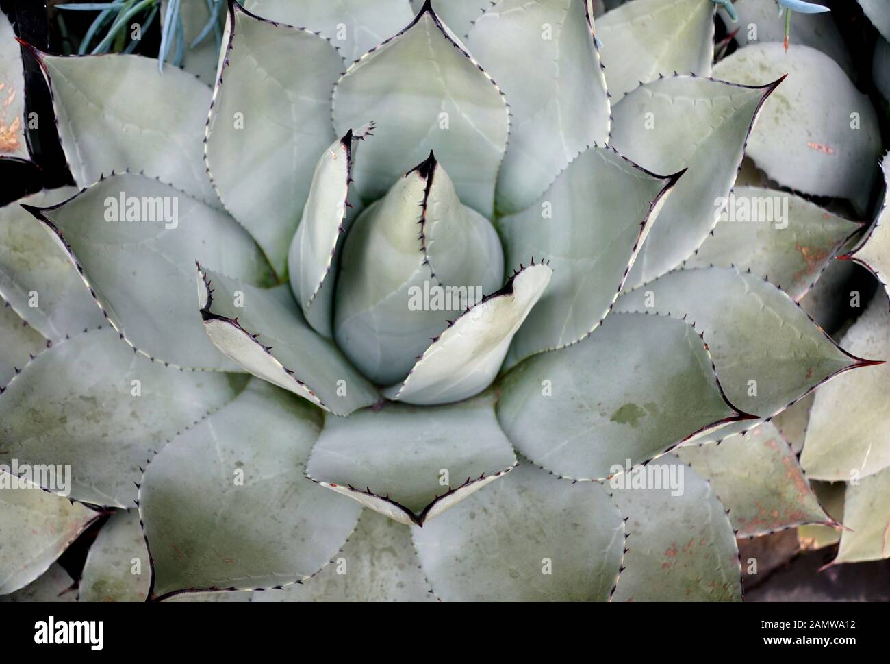 Pale green plant of Parry Agave Stock Photo - Alamy
