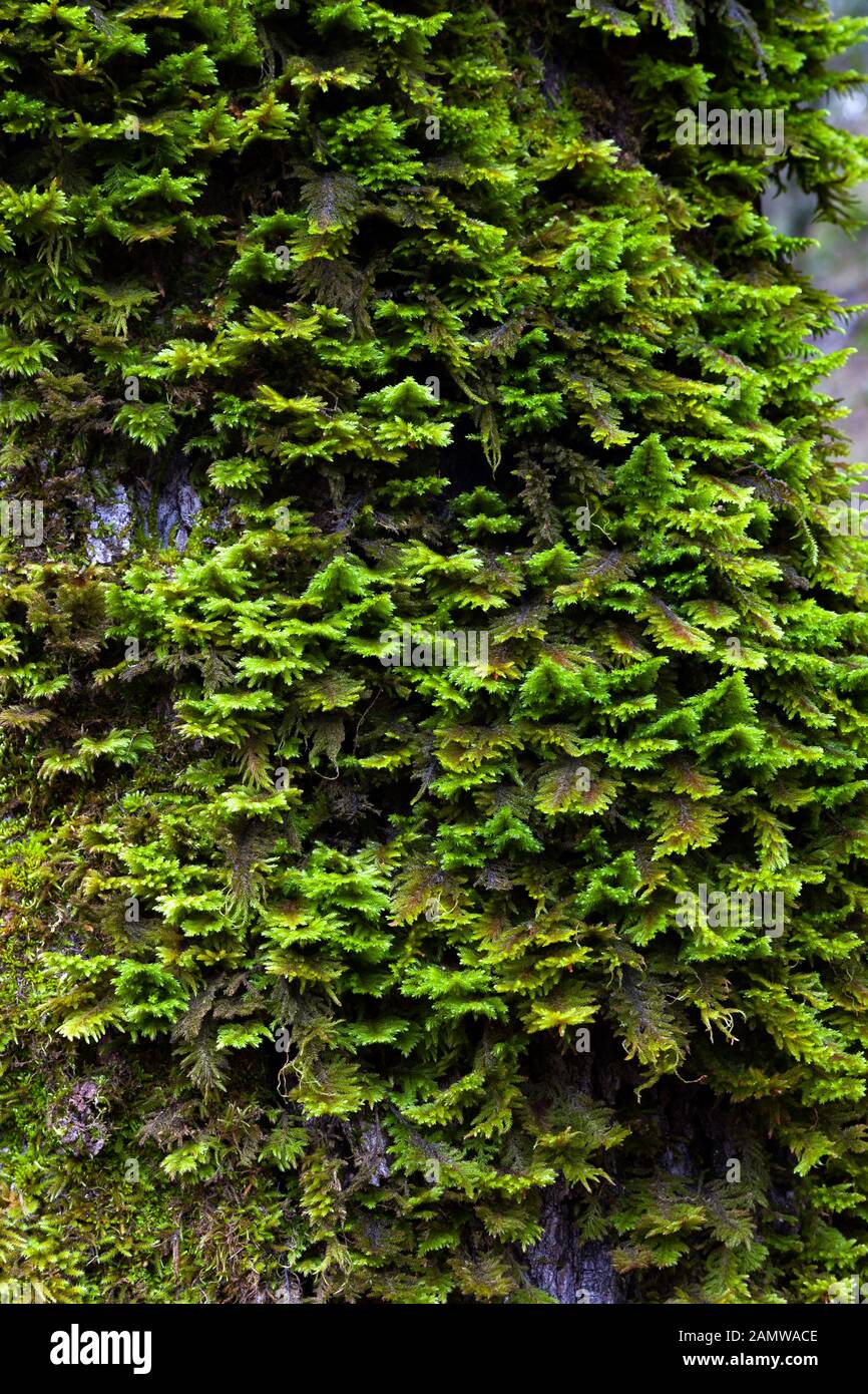 Skirt moss on the trunk of an oak tree at Morgan Territory Regional ...