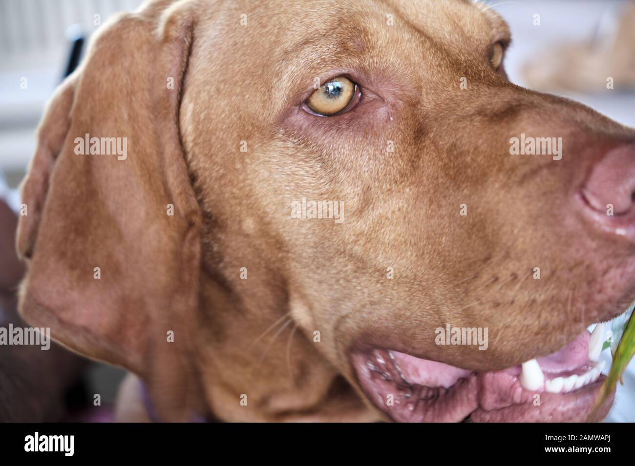 Portrait of a puppy vizsla in classic chrome Stock Photo - Alamy