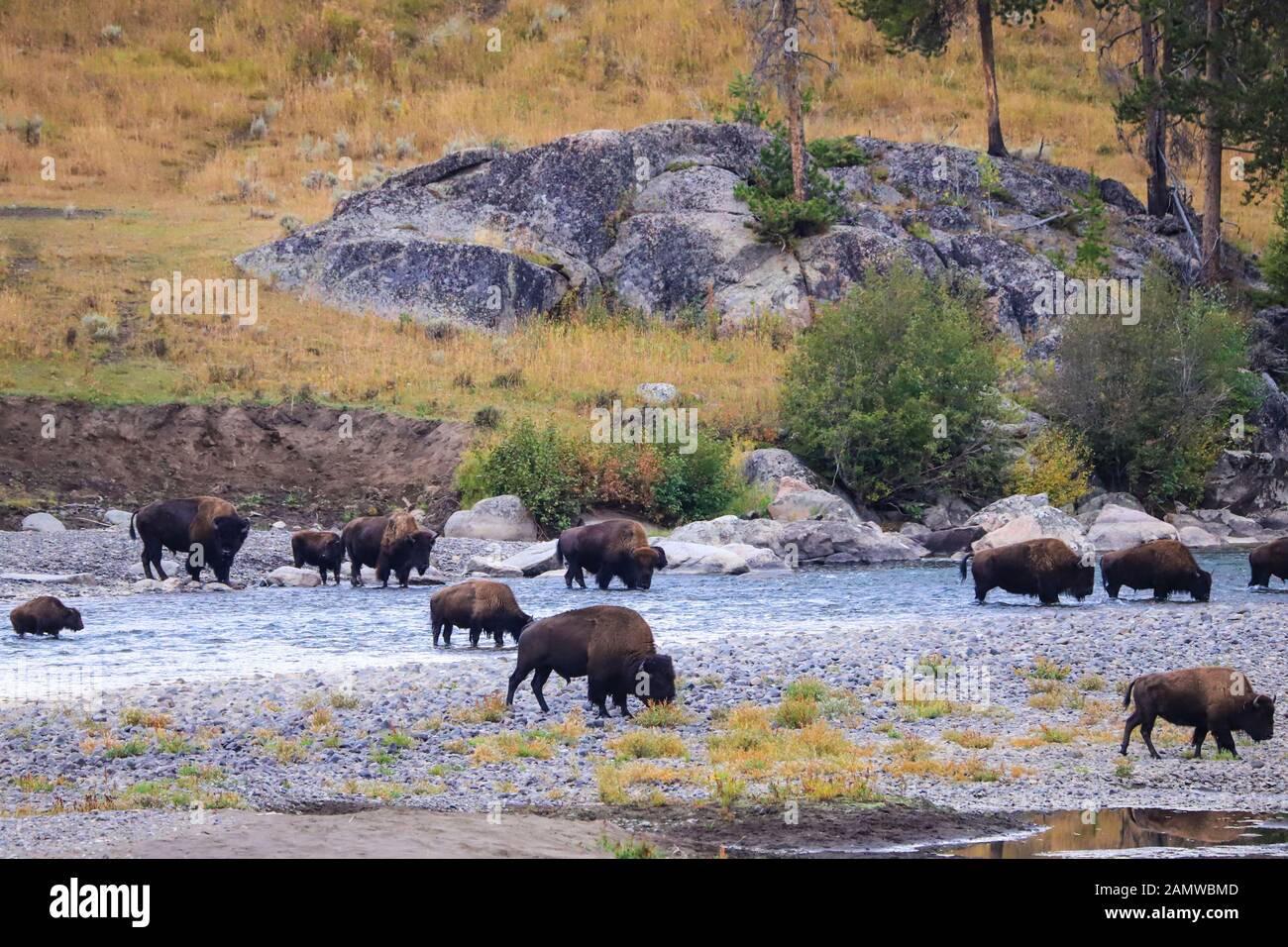 Wild bison herd crossing the Lamar River in Yellowstone National Park ...