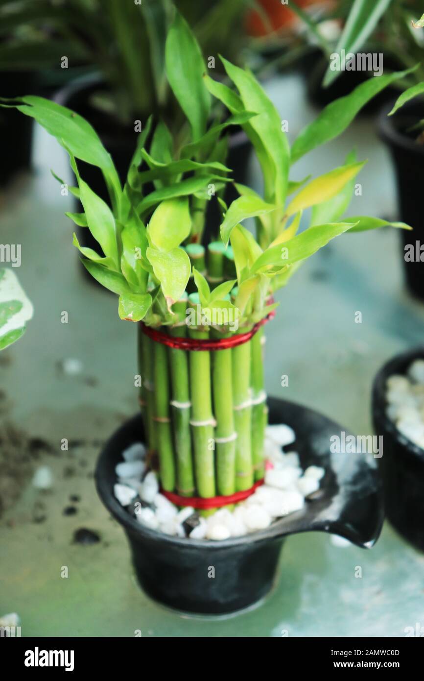 Mini bamboo hi-res stock photography and images - Alamy