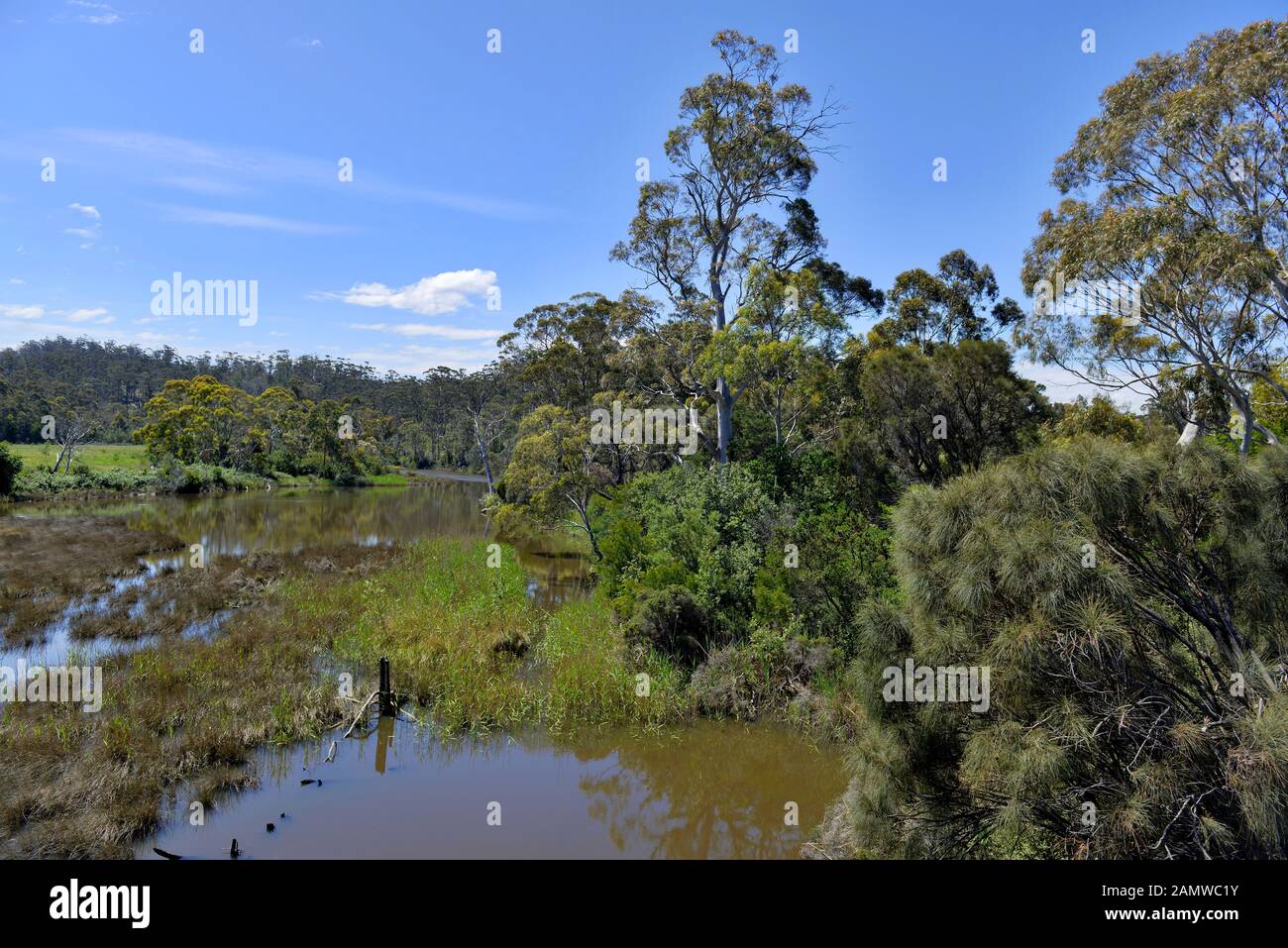 Eucalyptus forest bushland, seen in Tasmania, Victoria and New South ...