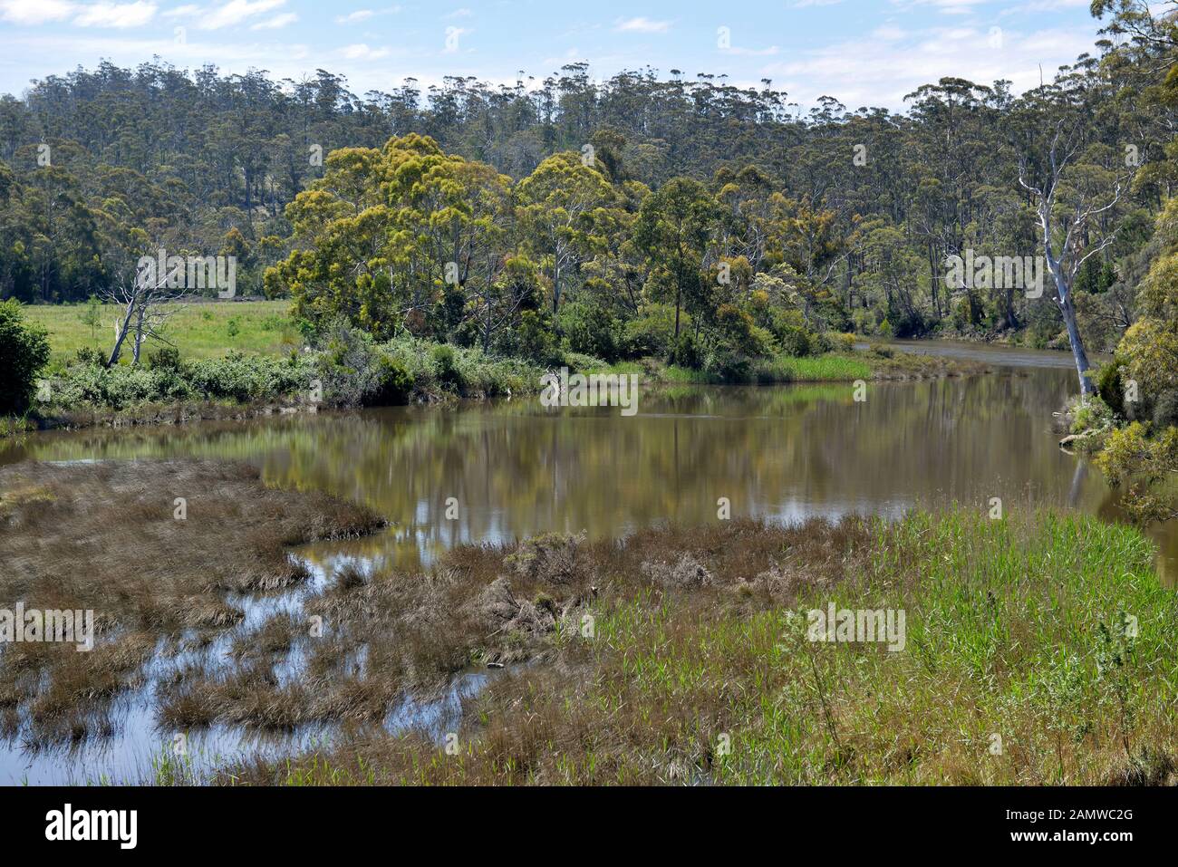 Eucalyptus forest bushland, seen in Tasmania, Victoria and New South ...