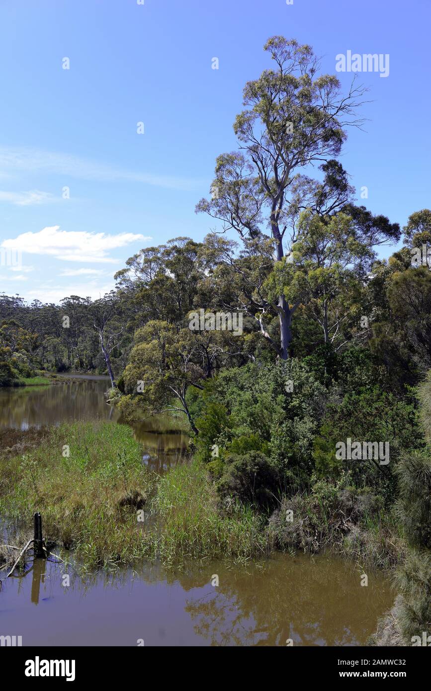 Eucalyptus forest bushland, seen in Tasmania, Victoria and New South ...