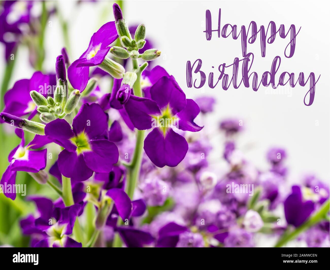 Happy Birthday with Gorgeous Purple Flowers Stock Photo - Alamy