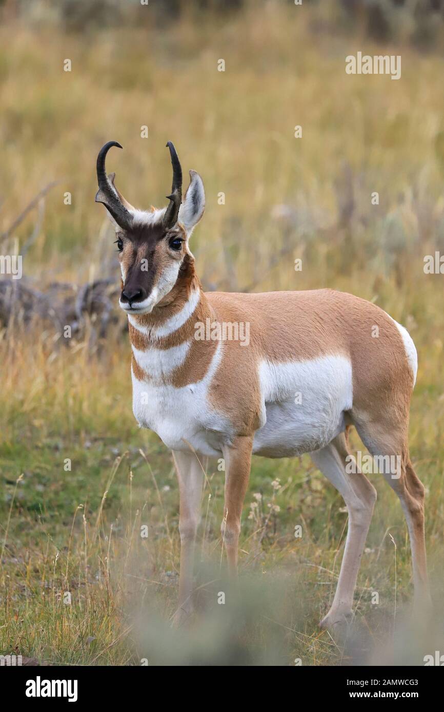 Pronghorn antelope closeup in Yellowstone National Park Stock Photo - Alamy