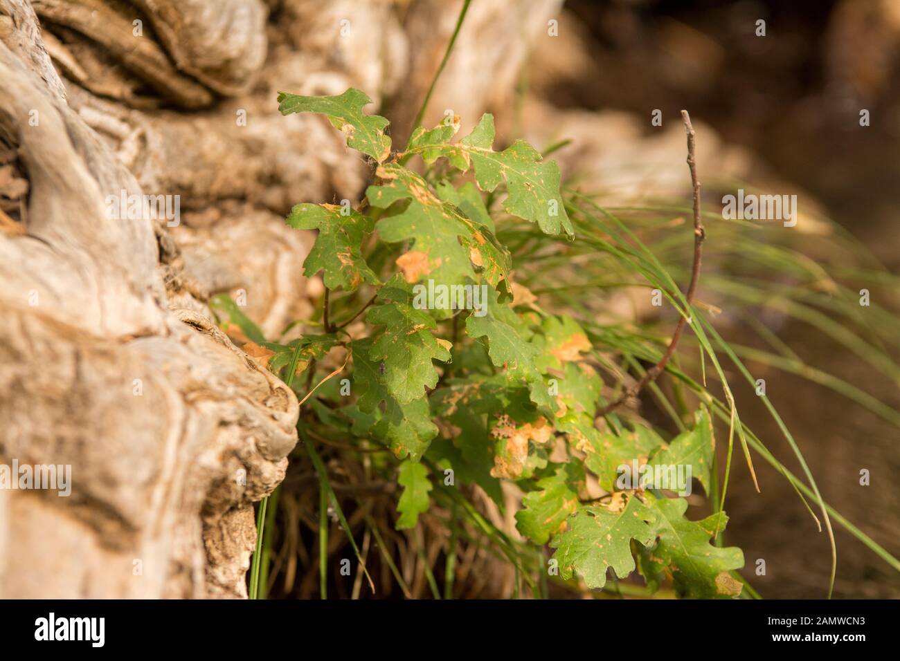 Dead oak tree new growth hi-res stock photography and images - Alamy