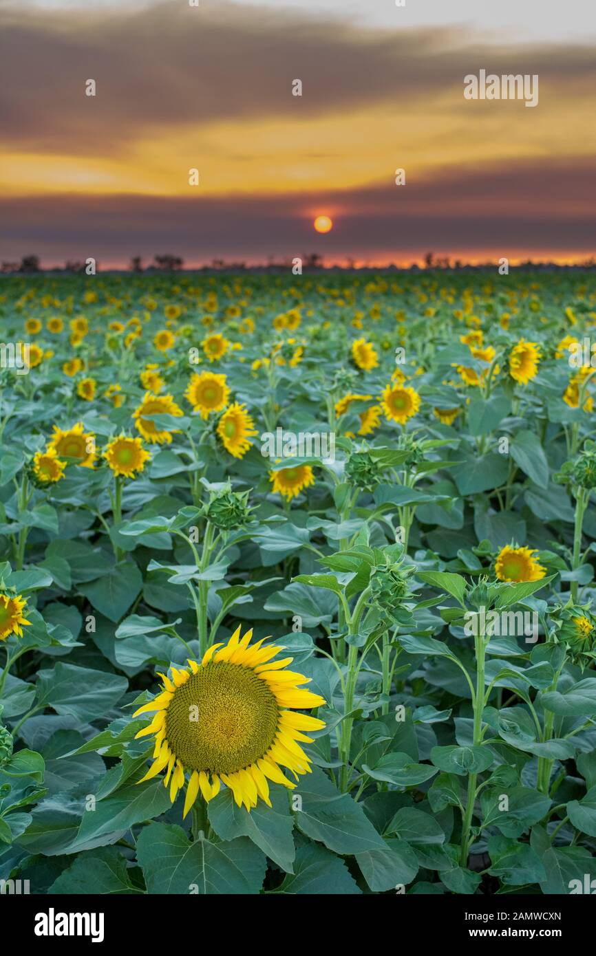 sunflower agriculture field at sunset Stock Photo - Alamy